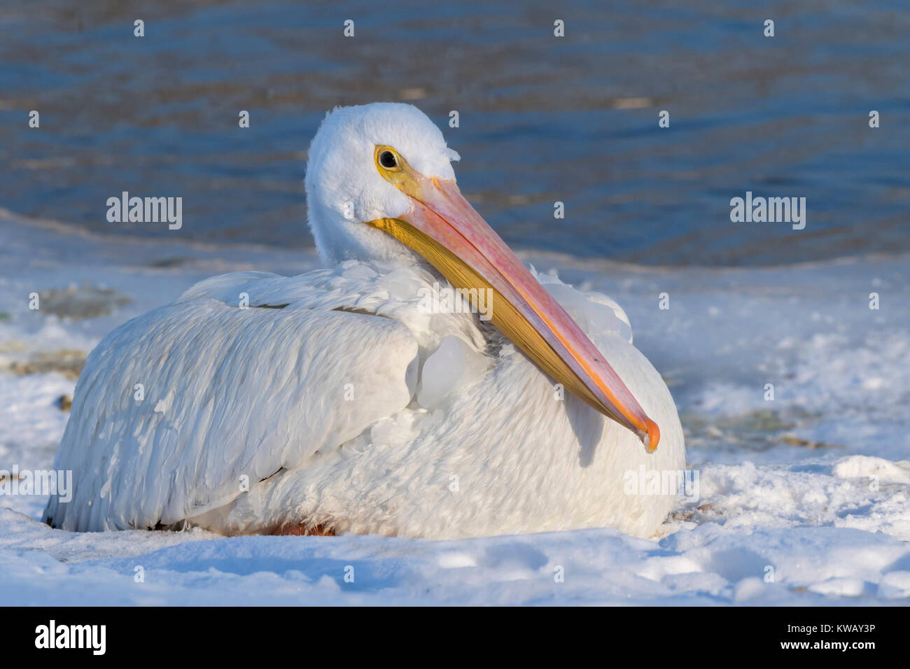 American white pelican (Pelecanus erythrorhynchos) on snow near the ...