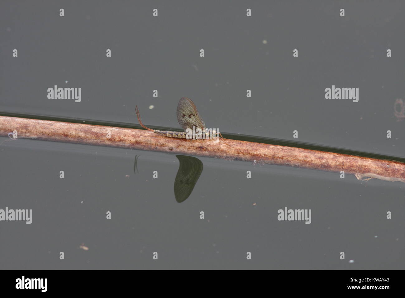 Vegetation floating in water hi-res stock photography and images - Alamy