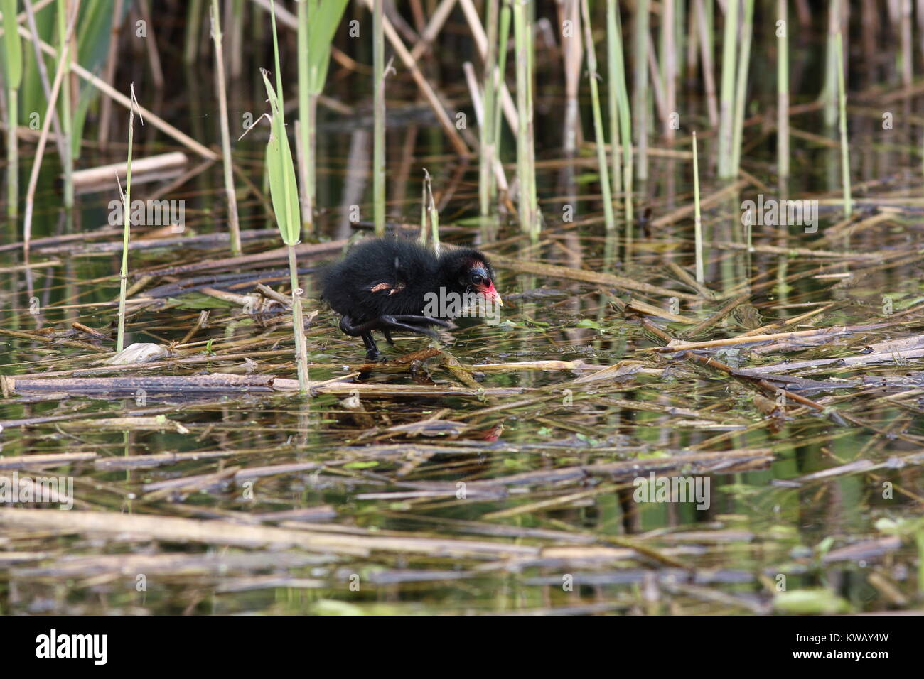 Baby Moorhen High Resolution Stock Photography and Images - Alamy