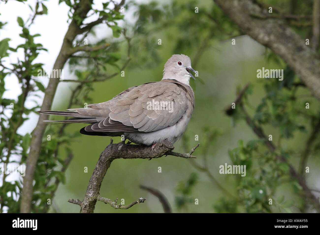 Twitched bird hi-res stock photography and images - Alamy