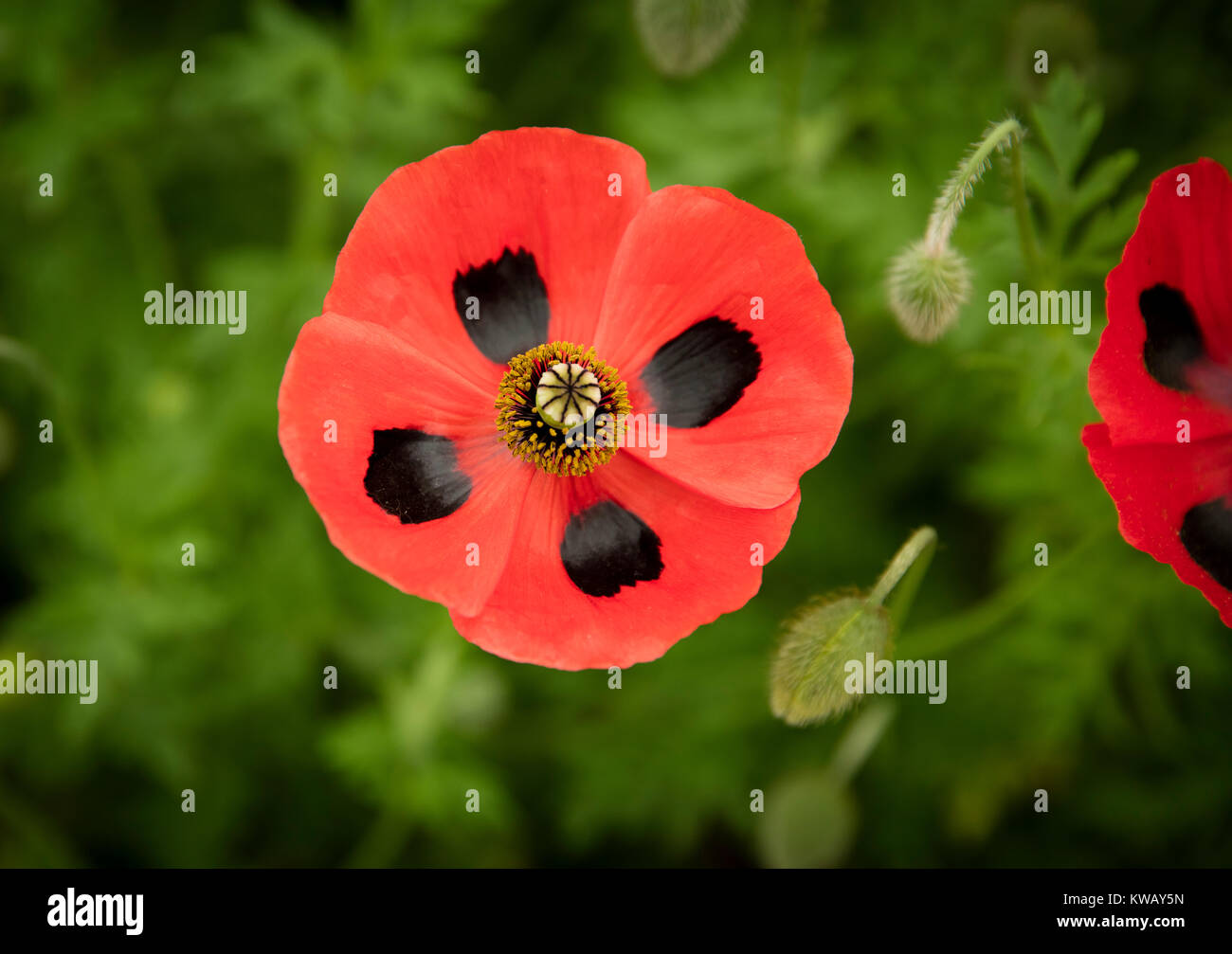 Papaver Poppy with black markings on red Stock Photo - Alamy