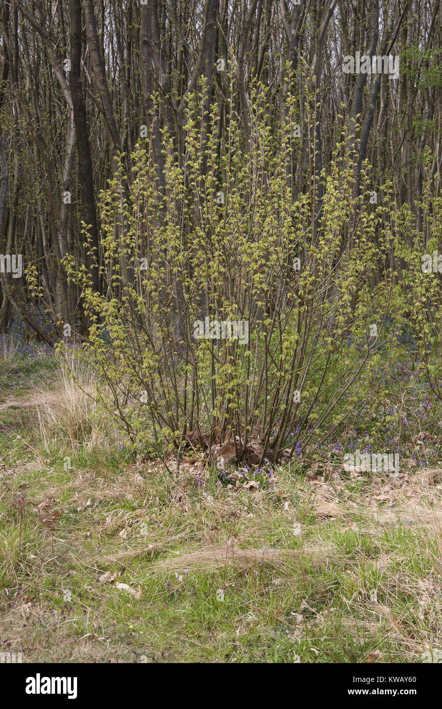 Coppiced High Resolution Stock Photography and Images - Alamy
