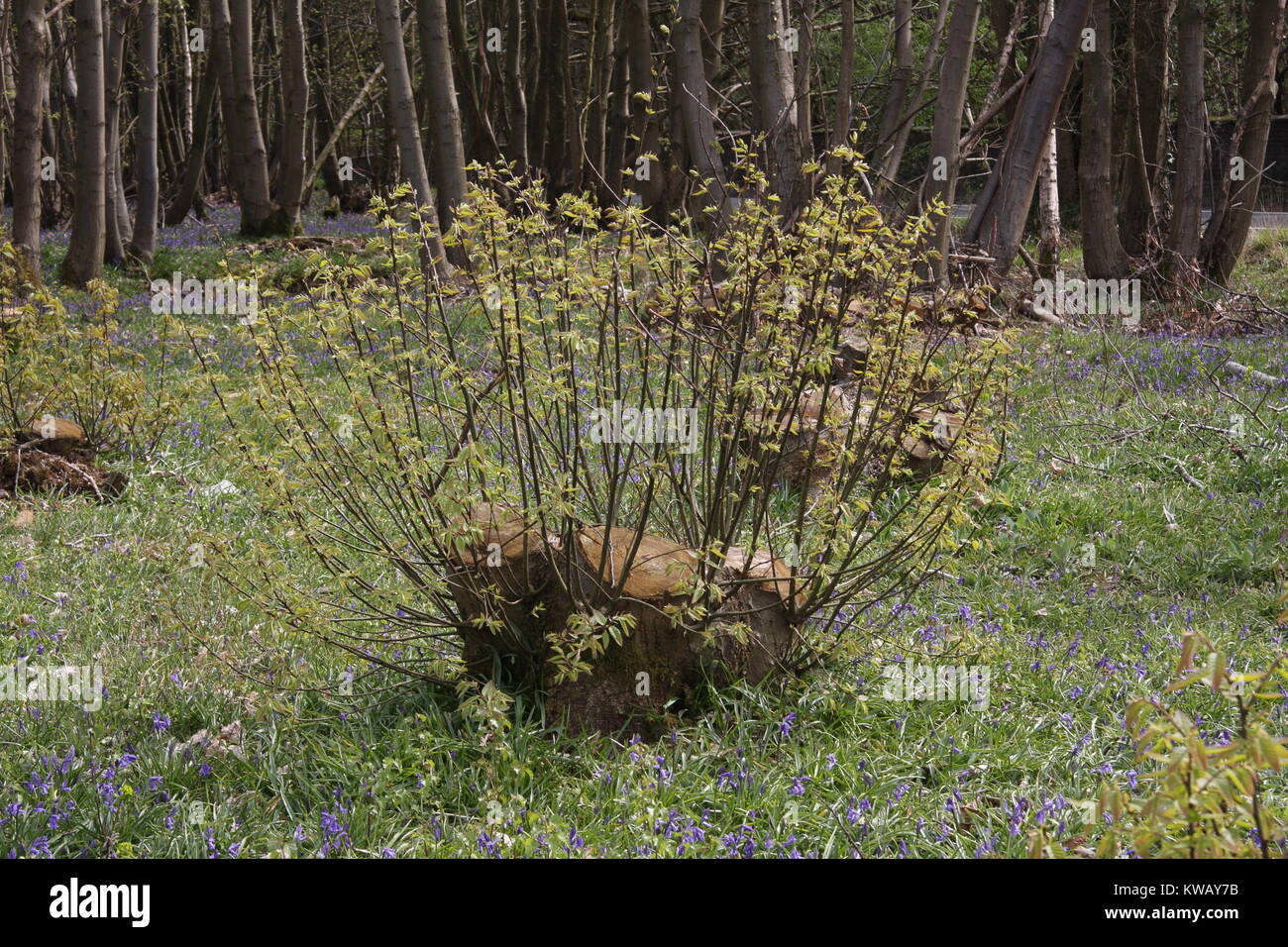 Castanea sativa, the Sweet Chestnut 1sy year regeneration from a ...