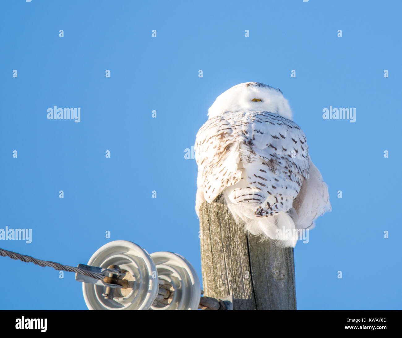 White Snowy Owl With Blue Sky Background Stock Photo - Alamy