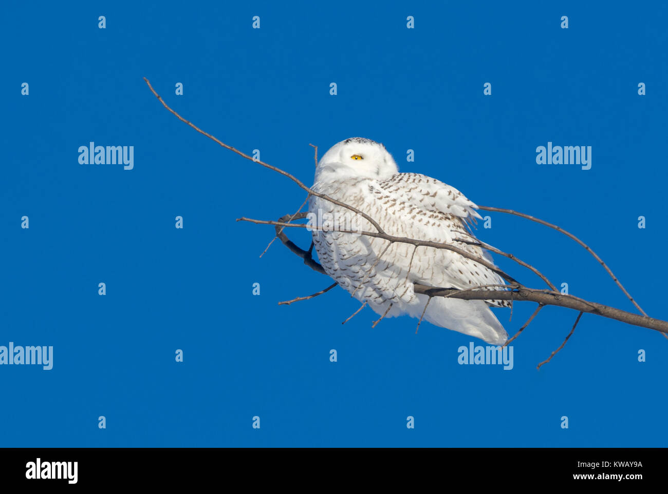 White Snowy Owl With Blue Sky Background Stock Photo - Alamy