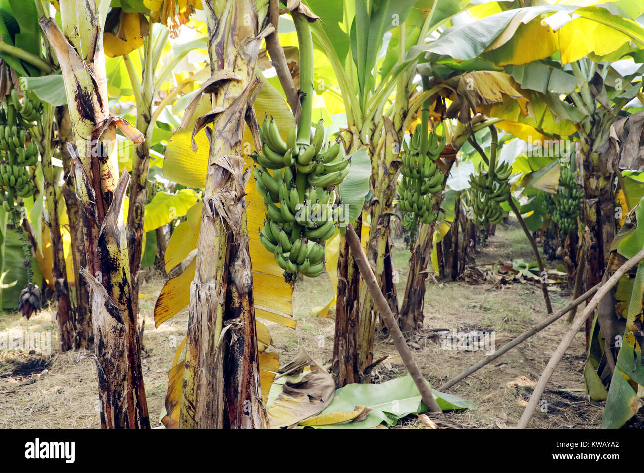Jammu, India. 01st Jan, 2018. Indian farmers work at the Chatta banana ...