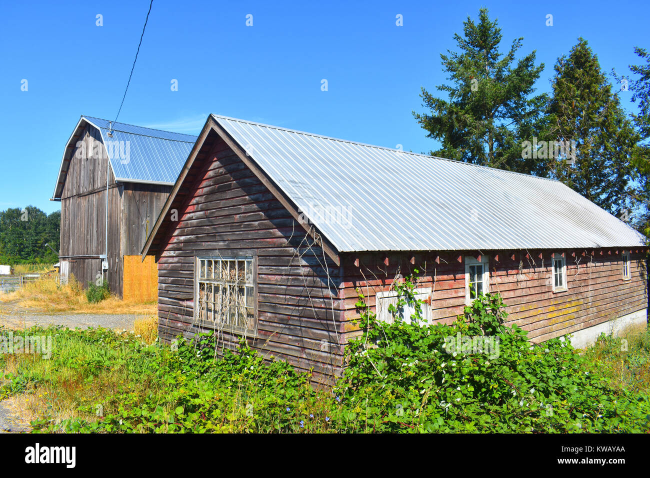 Two barns close together at a farm in the beautiful Pacific Northwest ...