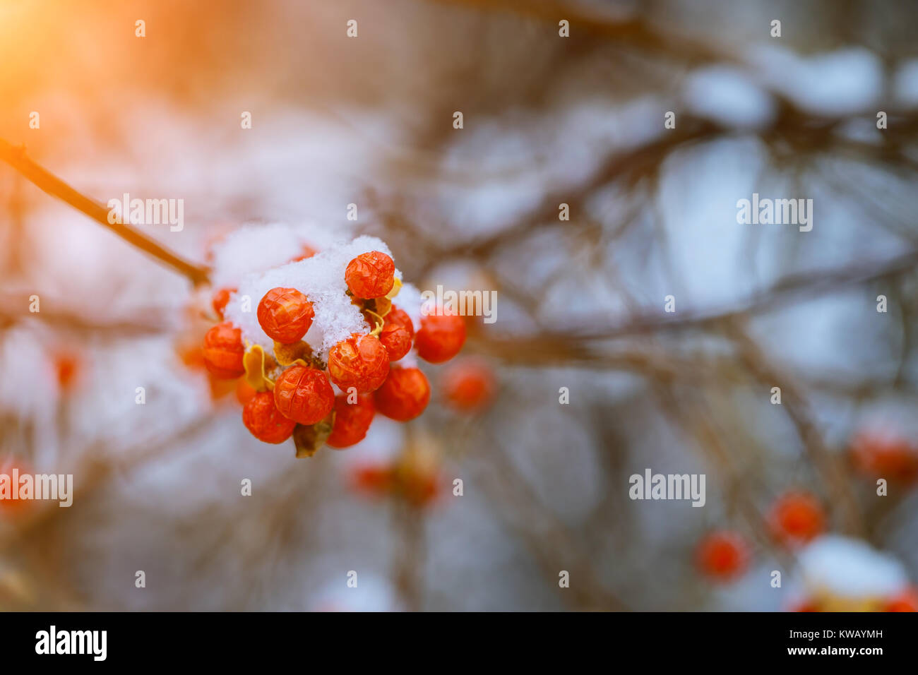 winter mountain ash in the forest in the snow macro filming . winter ...