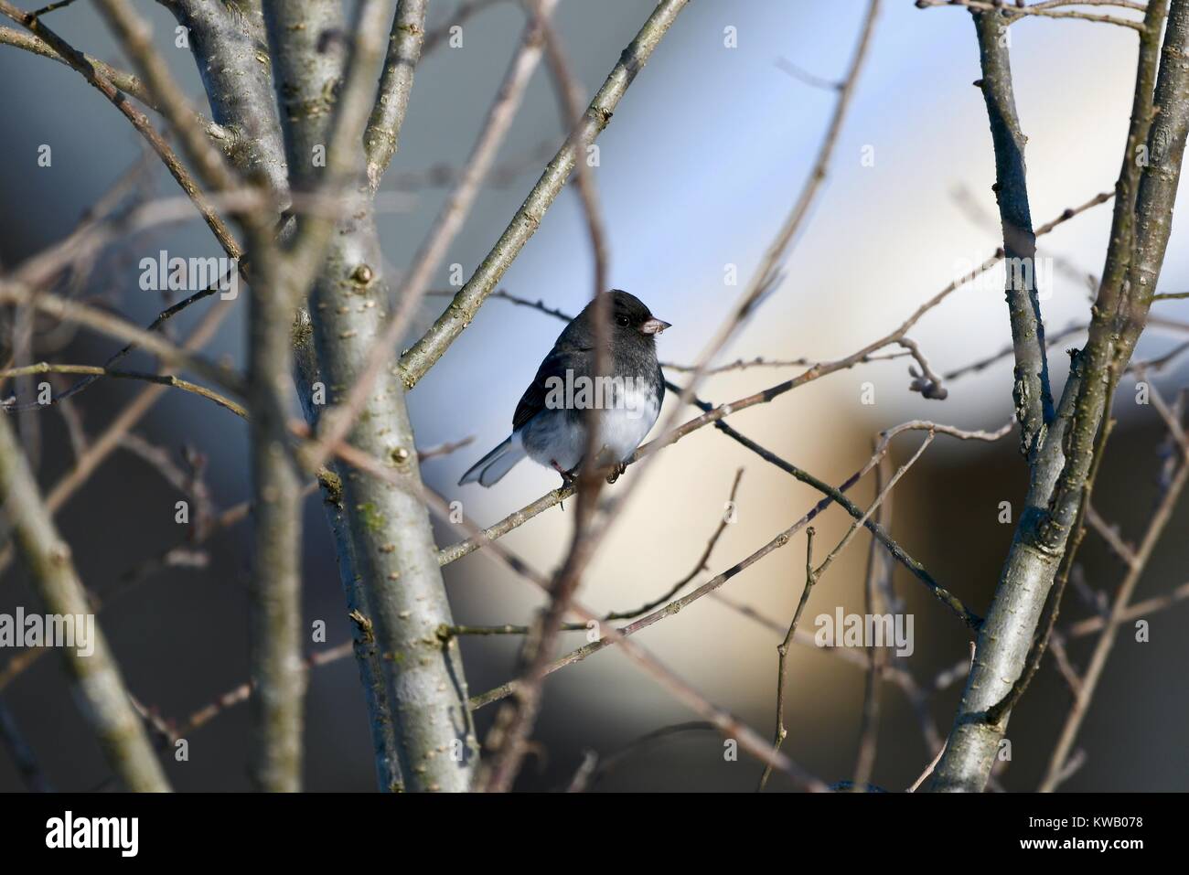 Dark-eyed junco (Junco hyemalis) perched on a tree branch Stock Photo ...