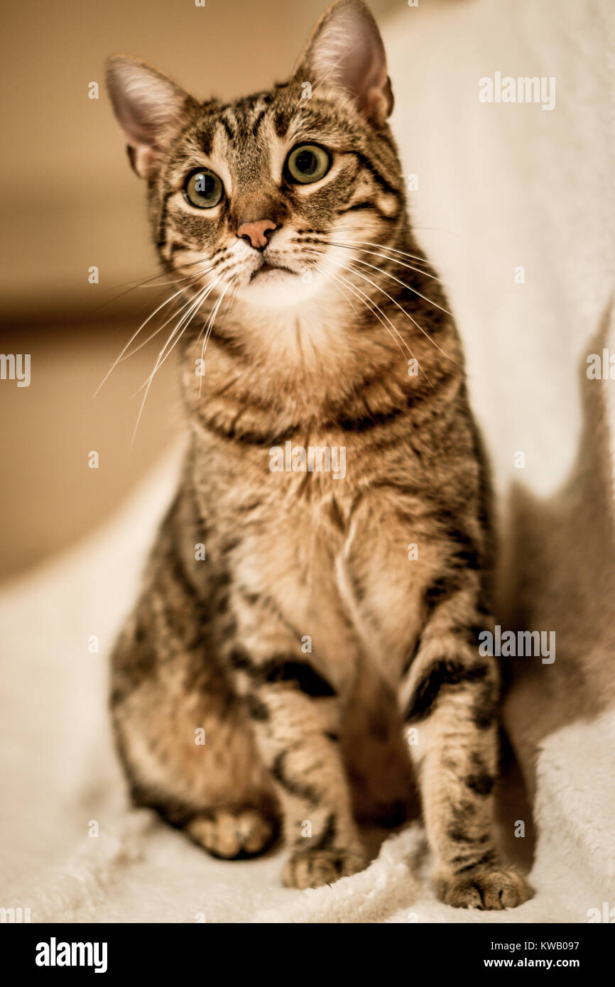 Domestic tigress cat Stock Photo - Alamy