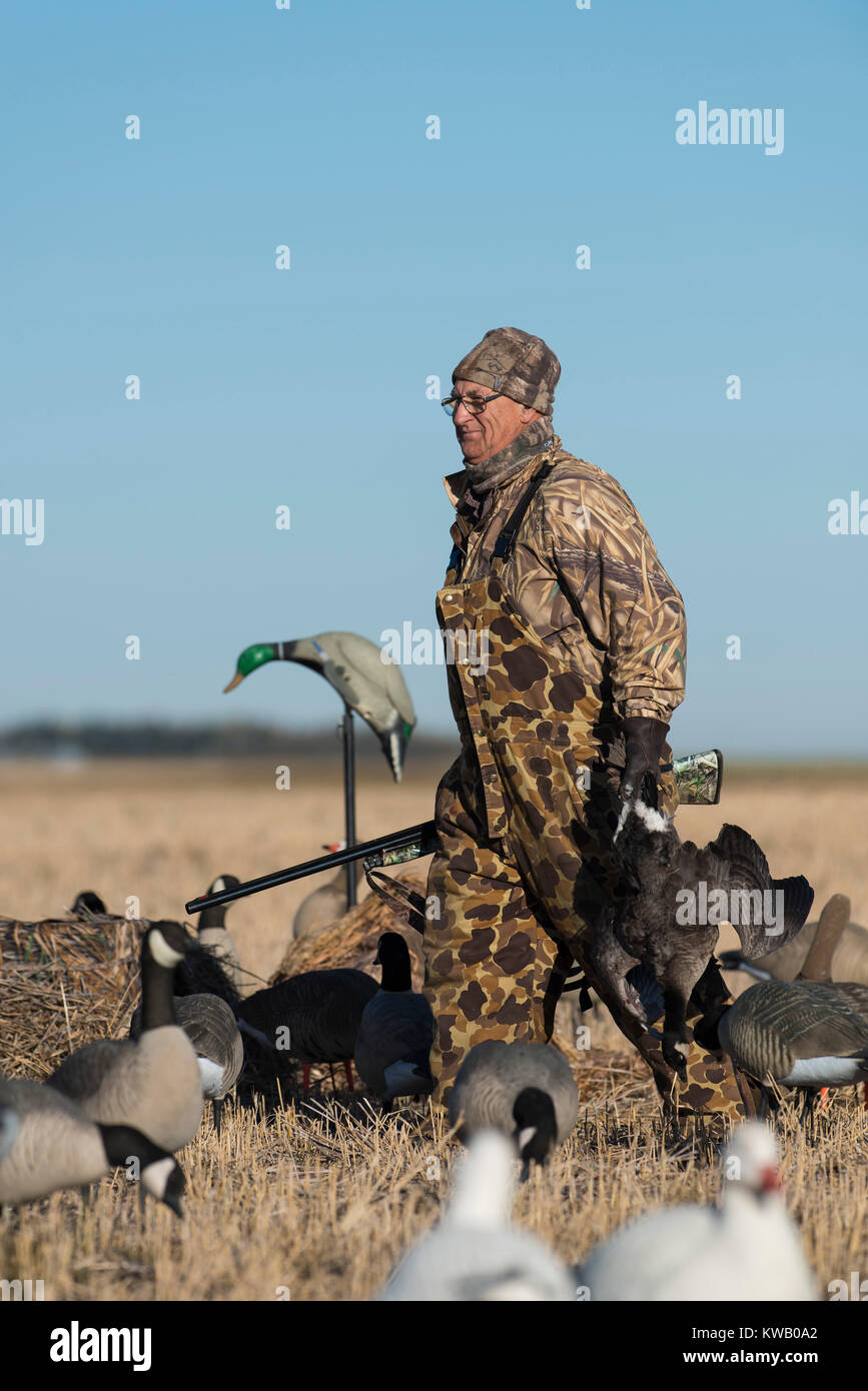 A goose hunter in North Dakota with Canada geese Stock Photo - Alamy