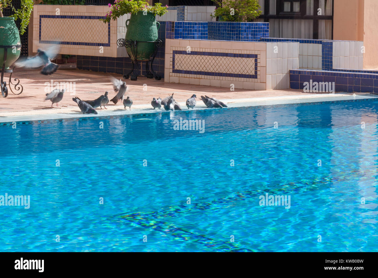 Pigeons drinking from a swimming pool, Morocco, North Africa Stock ...