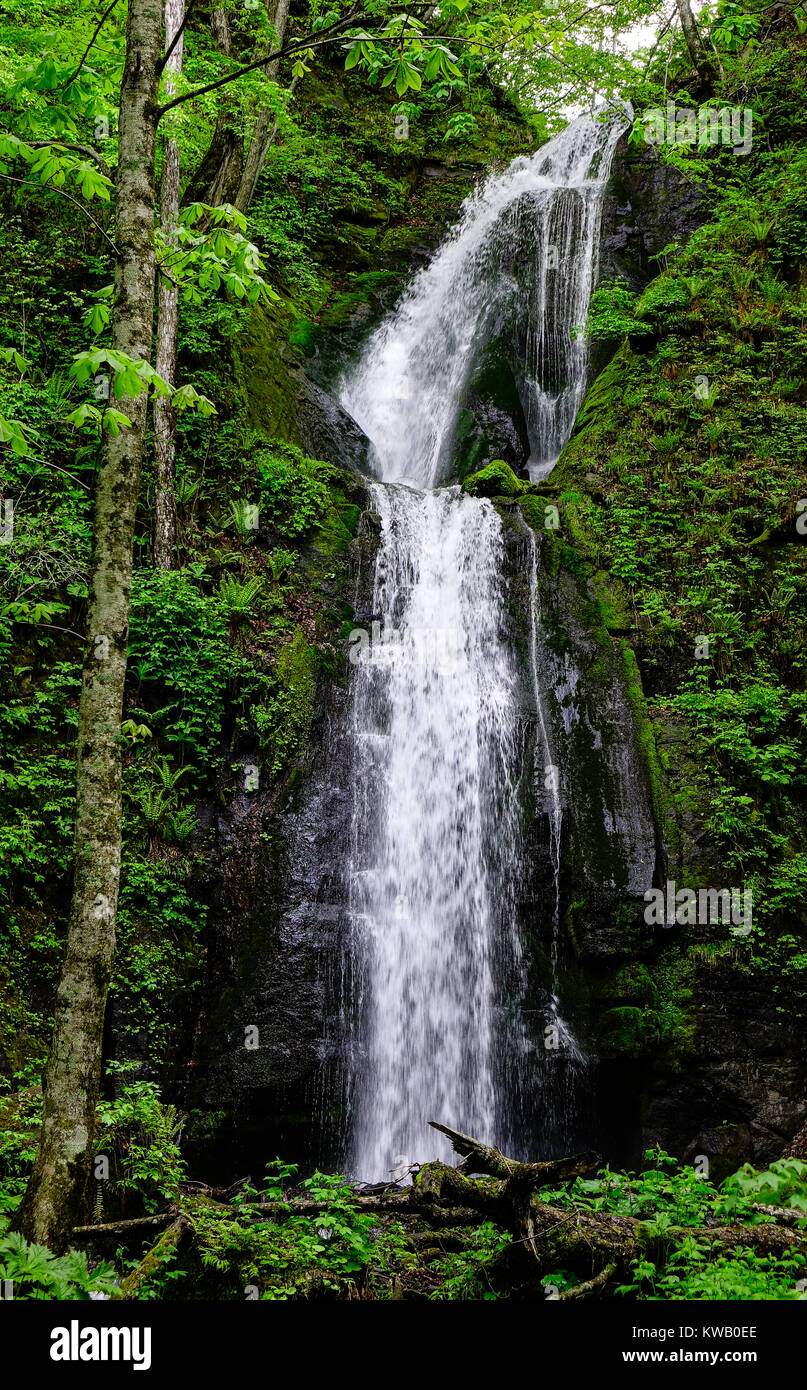 Kumoi No Taki (Kumoi waterfall) of Oirase Gorge in Aomori, Tohoku ...