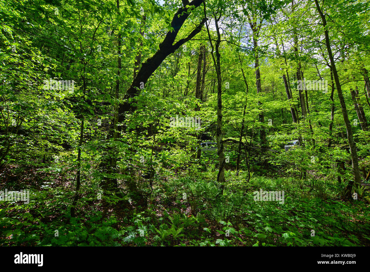 Green forest at summer in Oirase Gorge, Tohoku, Japan Stock Photo - Alamy