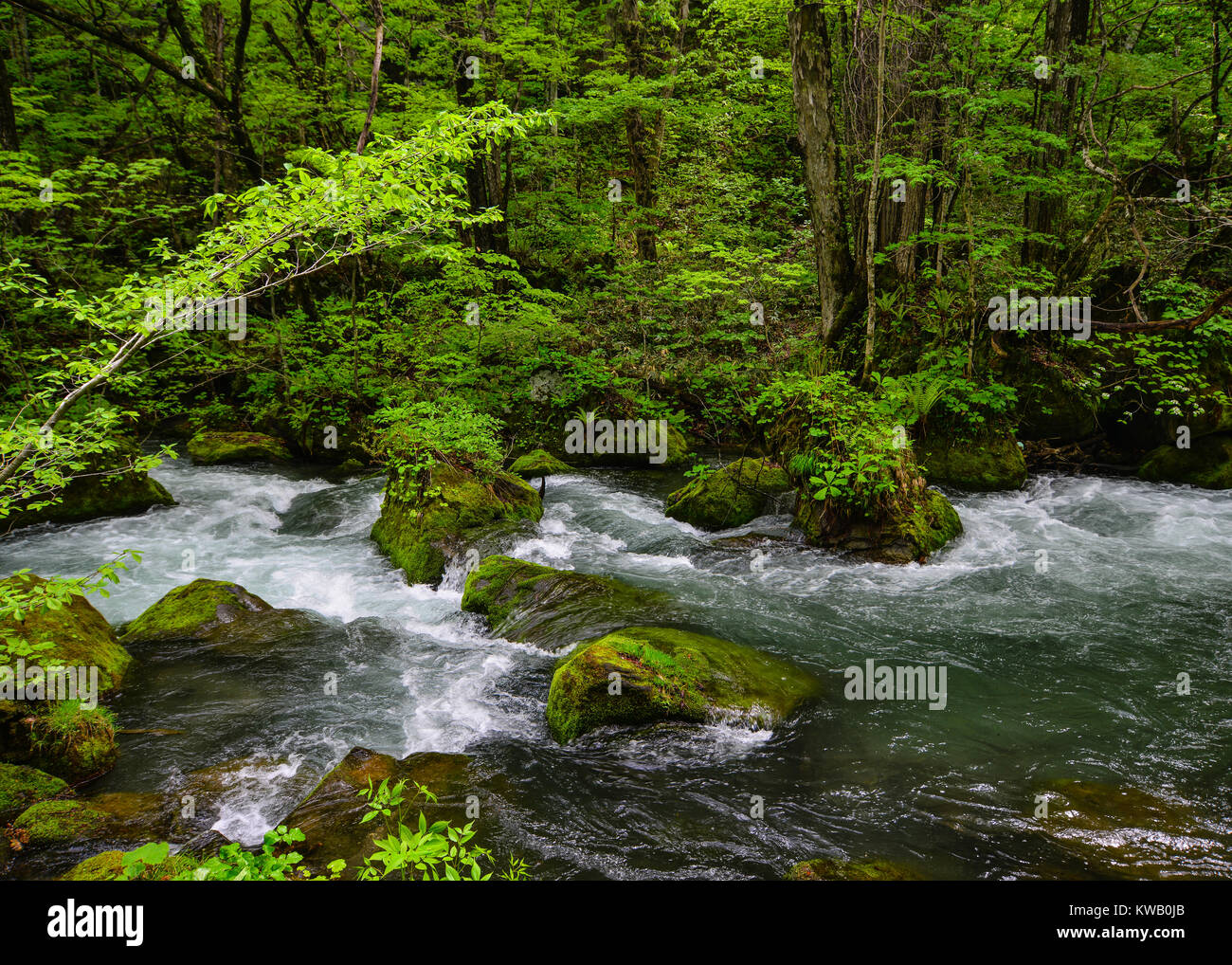 Stream with green trees at Oirase Gorge in Aomori, Tohoku, Japan Stock ...