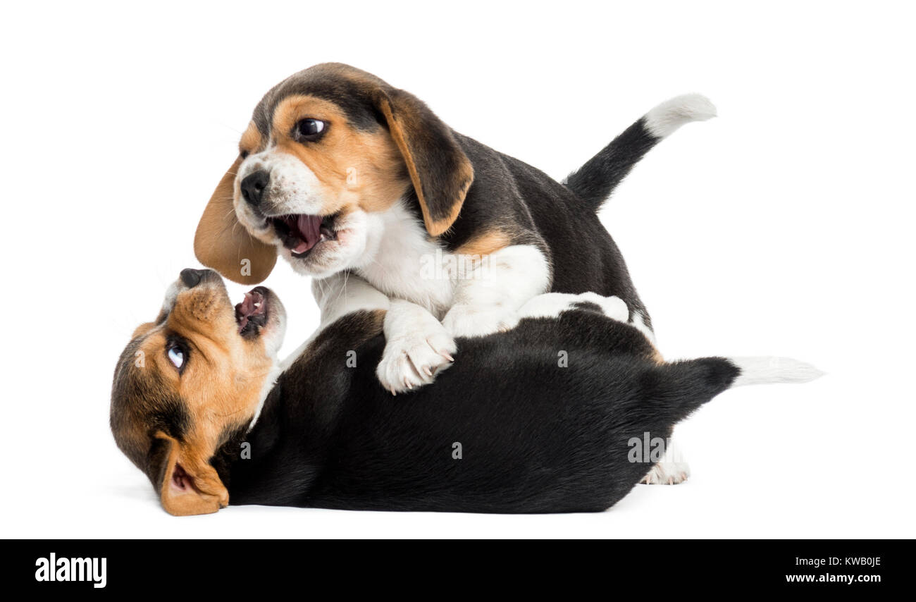 Are Beagles Playing Or Fighting