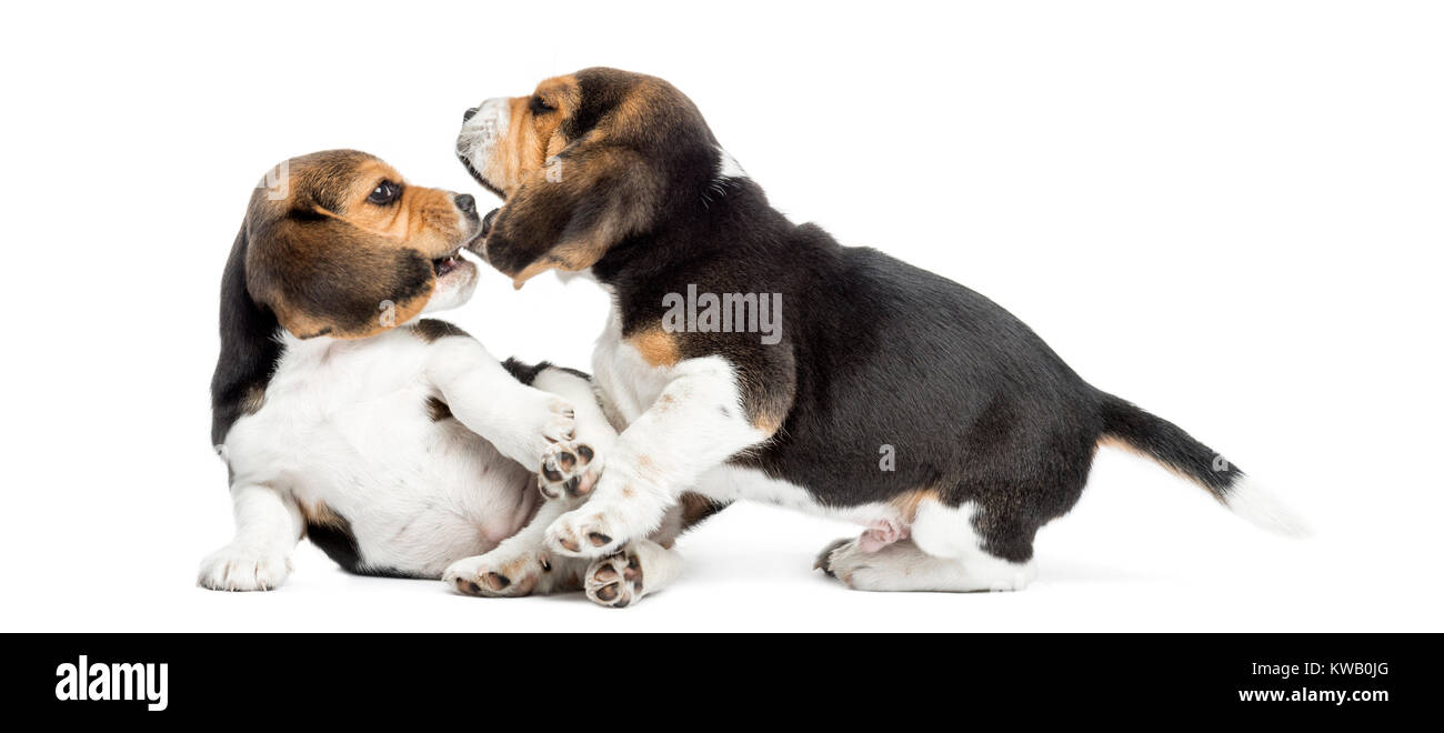Two beagle puppies playing hi-res stock photography and images - Alamy
