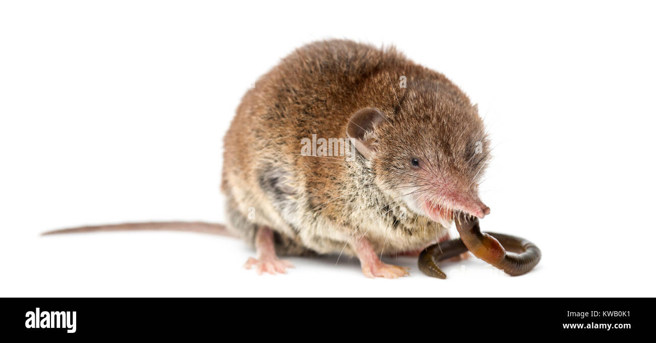 White-toothed shrew eating an earthworm, isolated on white Stock Photo ...