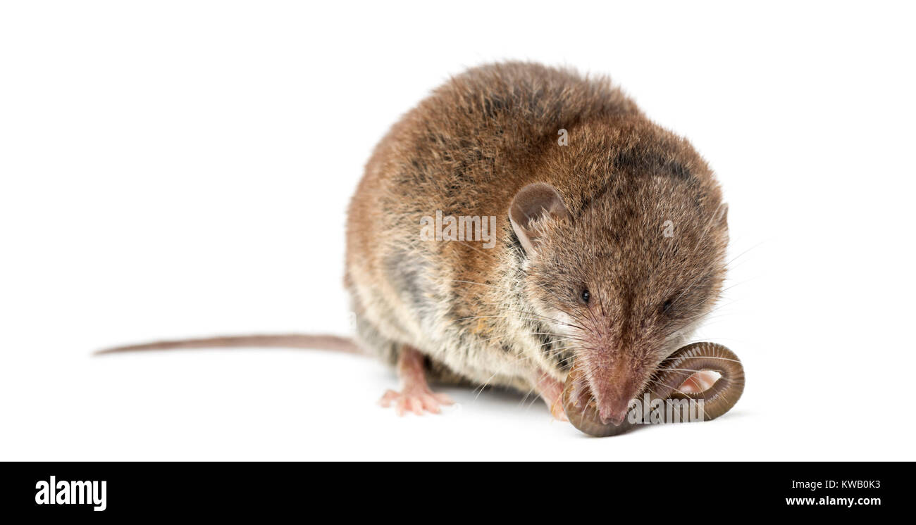 White-toothed shrew eating an earthworm, isolated on white Stock Photo ...