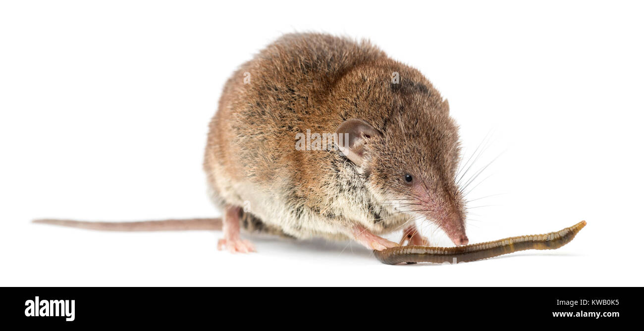 White-toothed shrew eating an earthworm, isolated on white Stock Photo ...