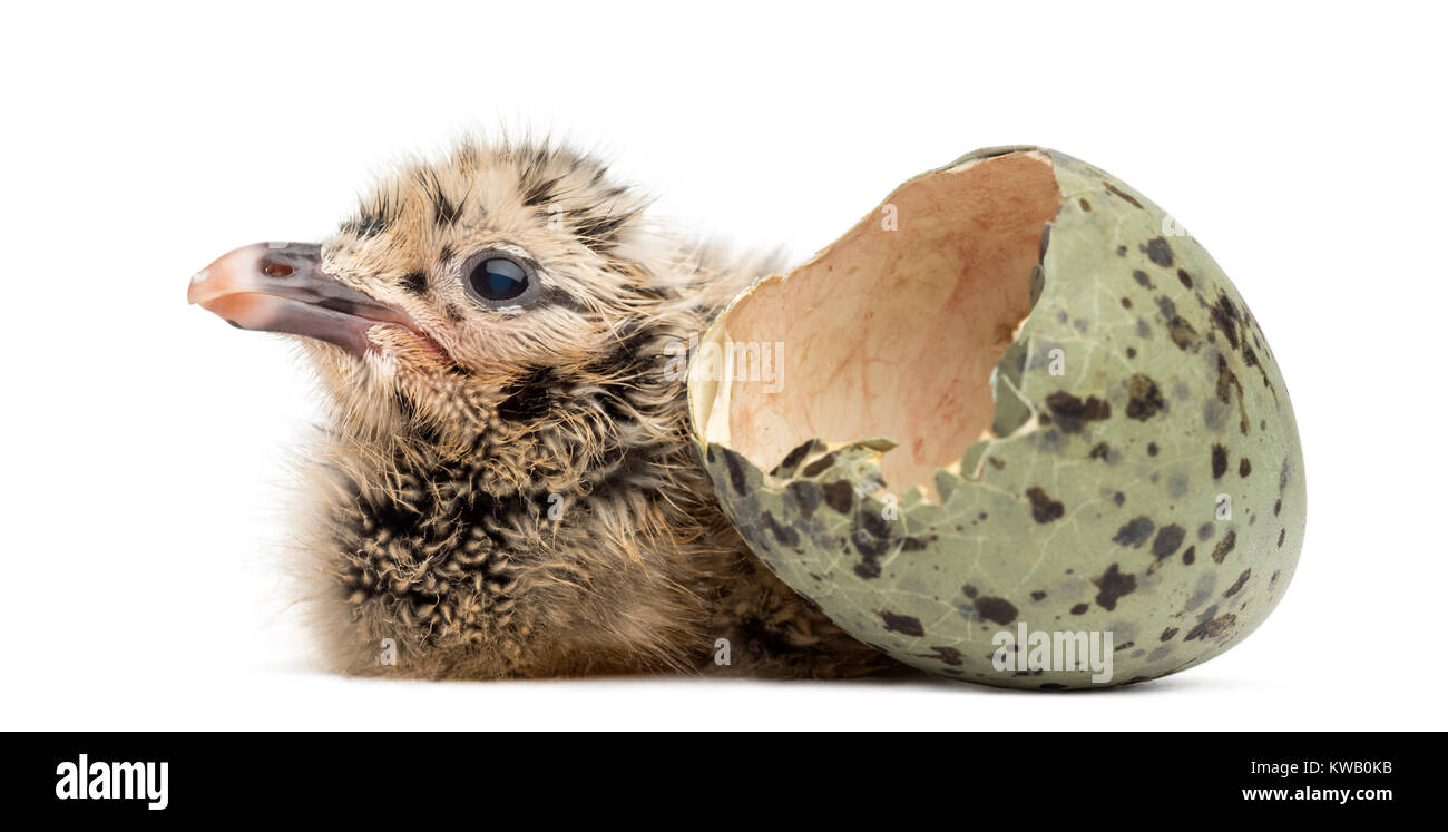 New-born Gull or Seagull with hatched egg, 6 hours, isolated on white ...