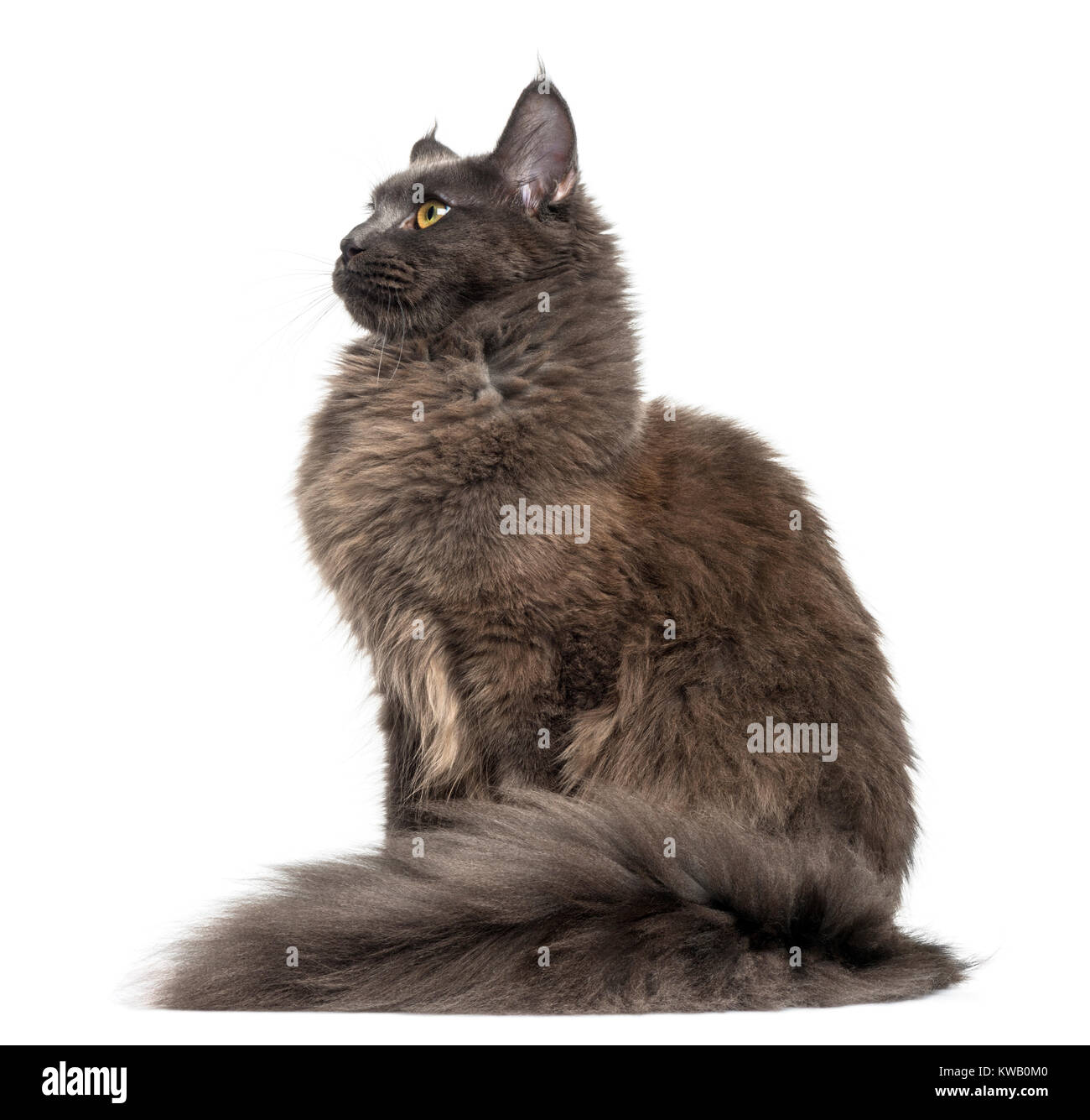 Side view of a Maine Coon sitting, 8 months old, isolated on white ...
