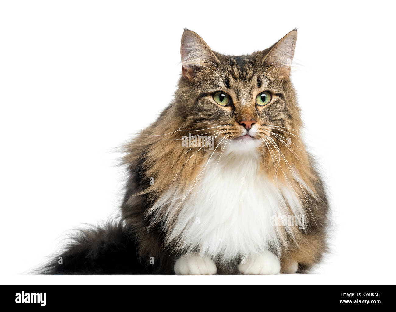 Norwegian forest cat Cut Out Stock Images & Pictures - Alamy