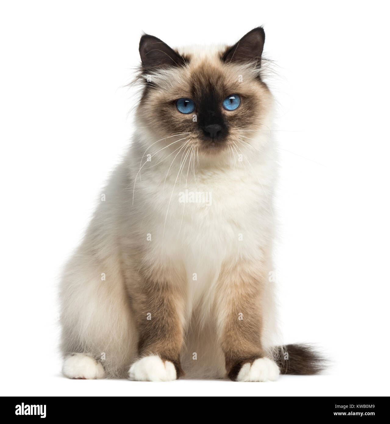 Front view of a Birman sitting, facing, looking at the camera, isolated ...