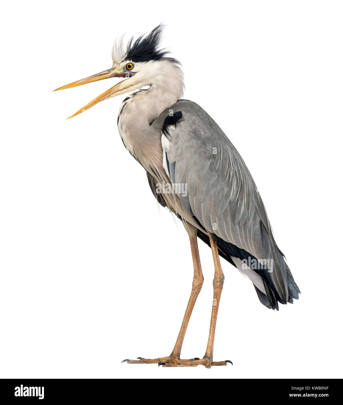 Angry Grey Heron standing, screaming, Ardea Cinerea, 5 years old ...
