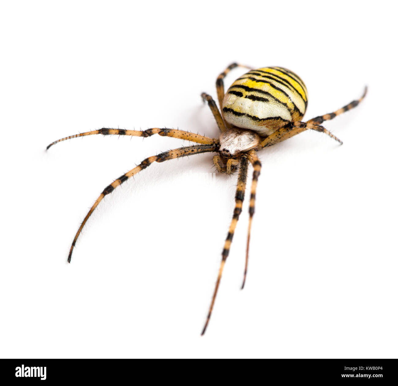 Argiope bruennichi studio hi-res stock photography and images - Alamy