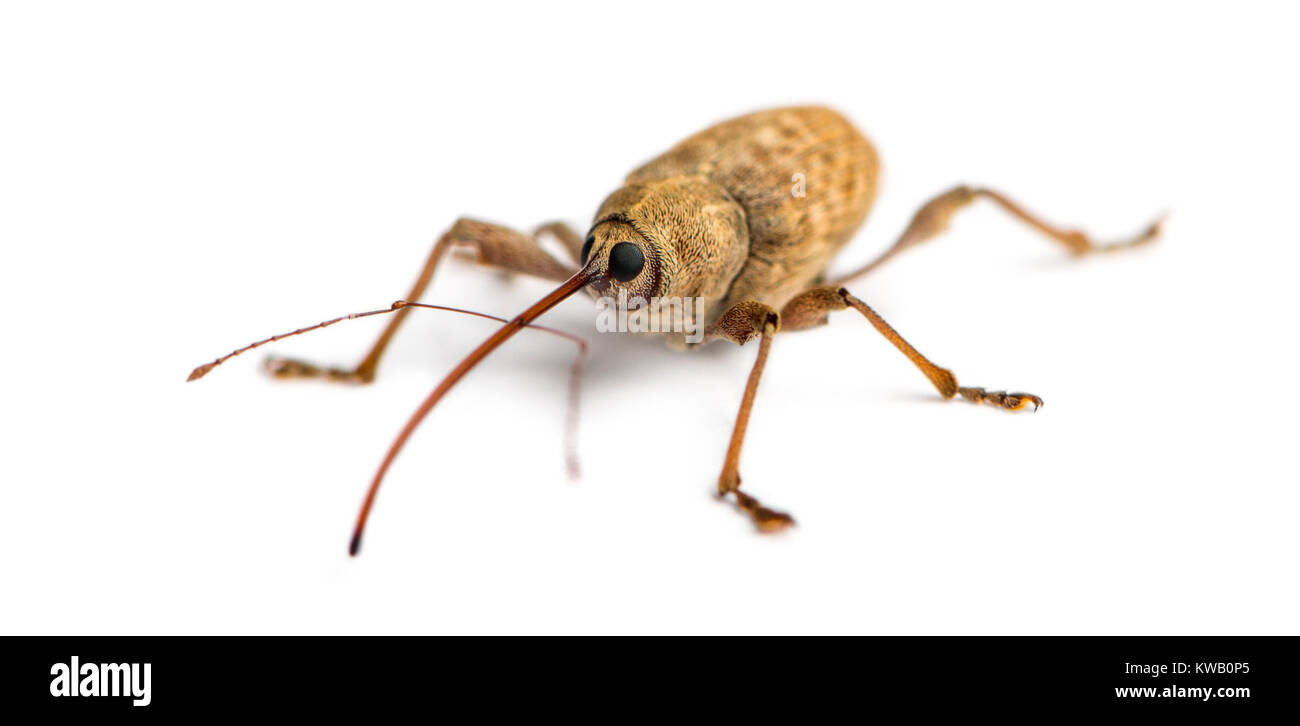 Acorn weevil, Curculio glandium, isolated on white Stock Photo - Alamy