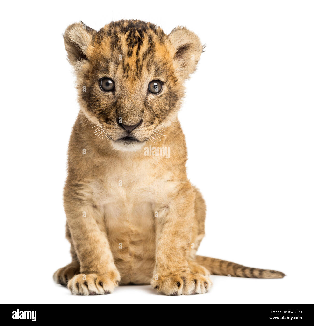Lion cub sitting, looking at the camera, 4 weeks old, isolated on white ...