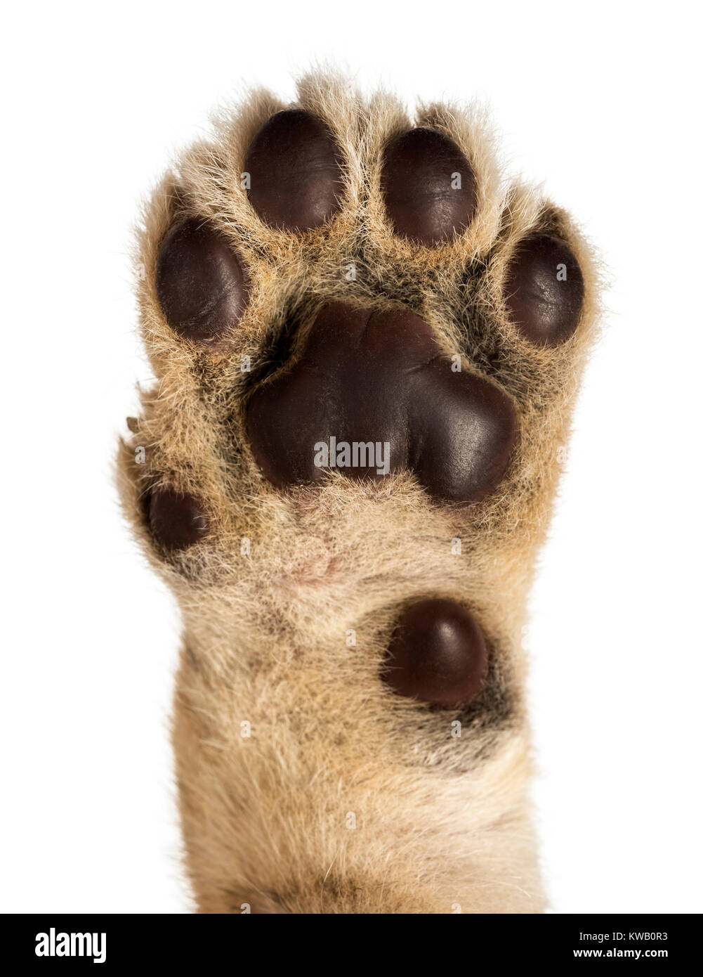 Lion paw isolated hi-res stock photography and images - Alamy
