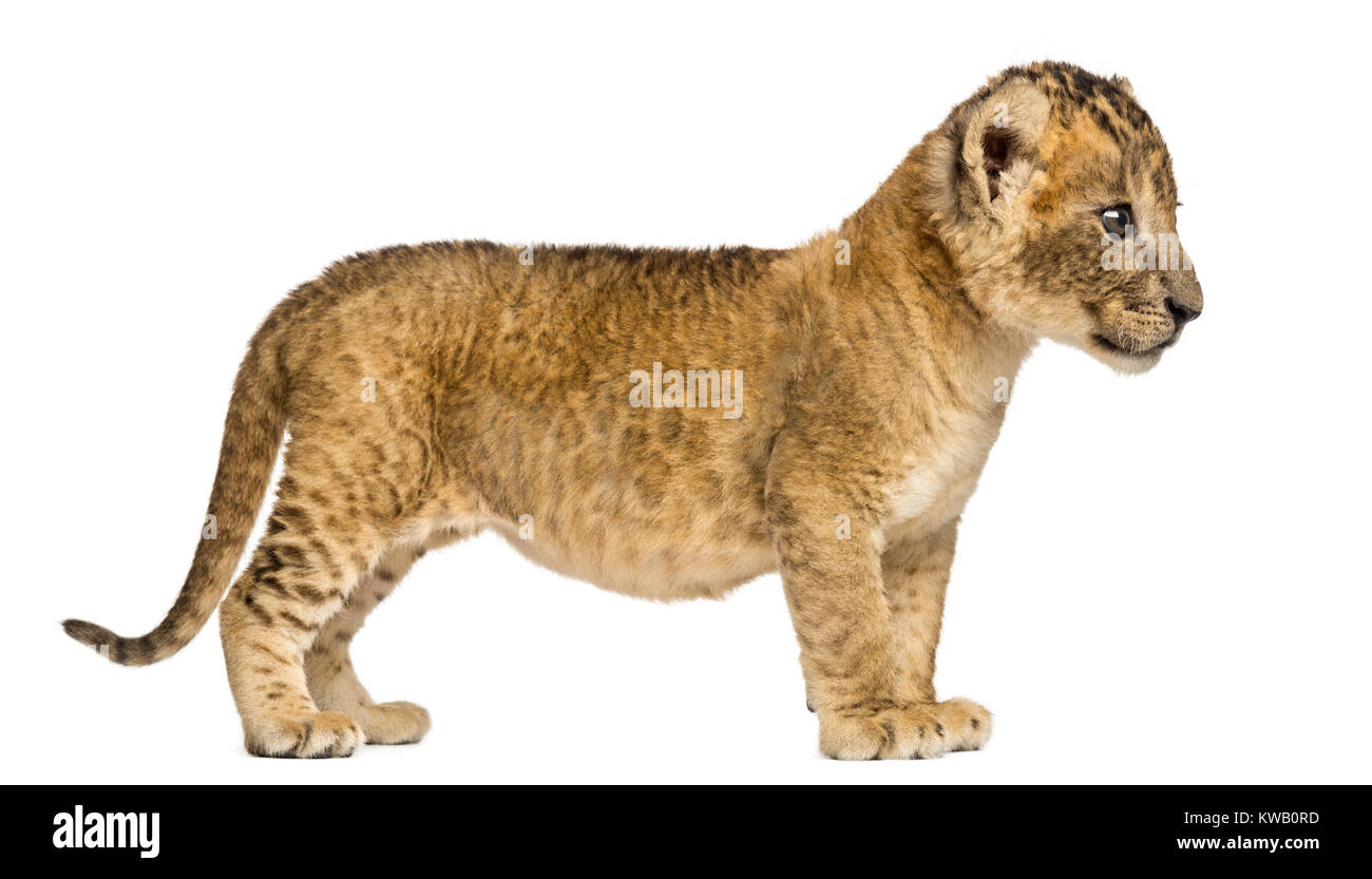 On other side old Cut Out Stock Images & Pictures - Alamy