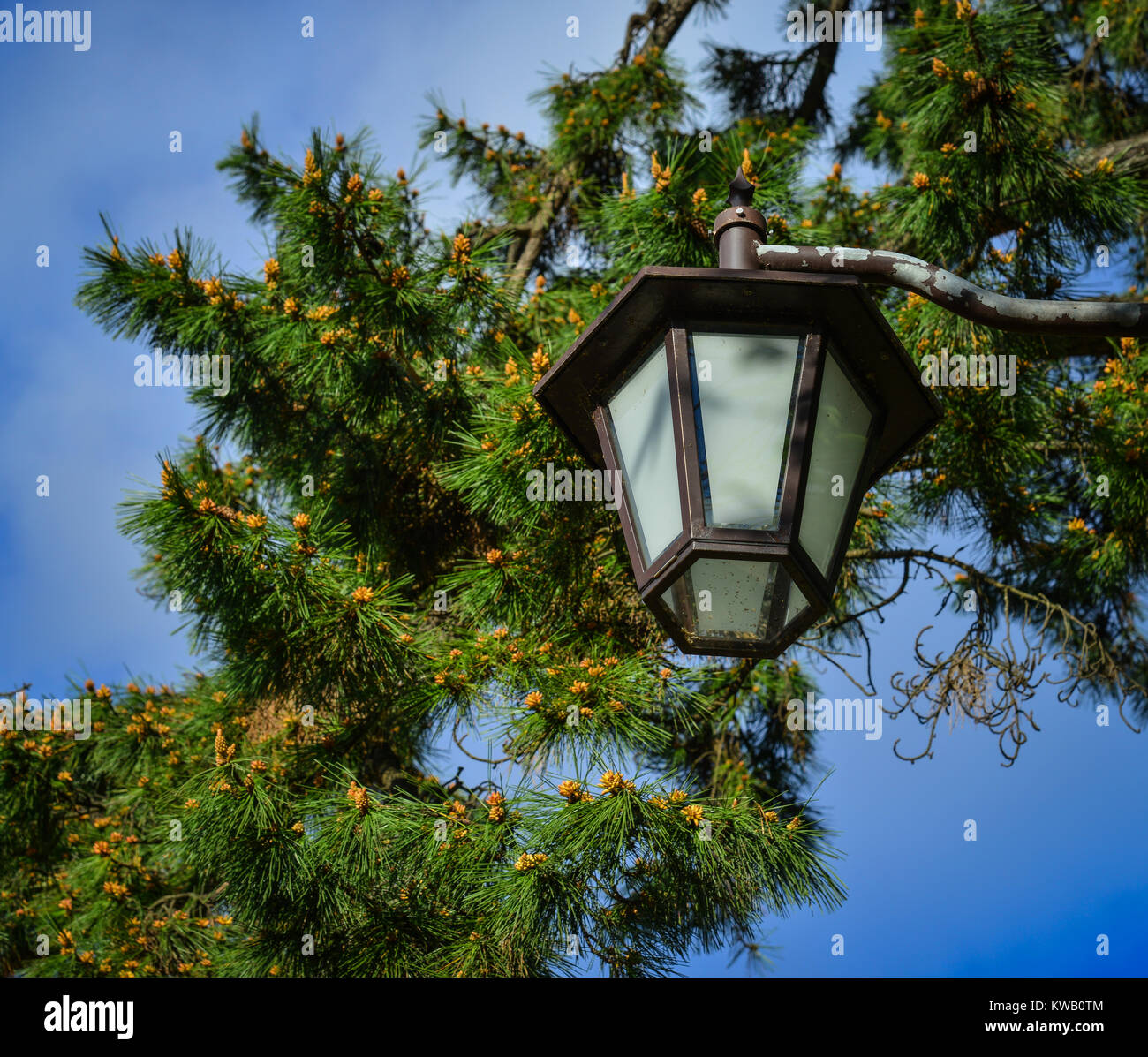 Japanese-style lamp with pine tree background at the park Stock Photo ...