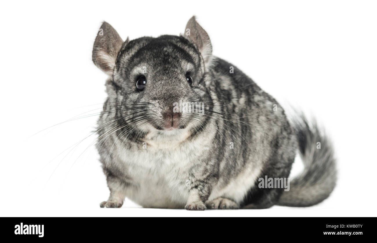 Chinchilla facing, isolated on white Stock Photo - Alamy