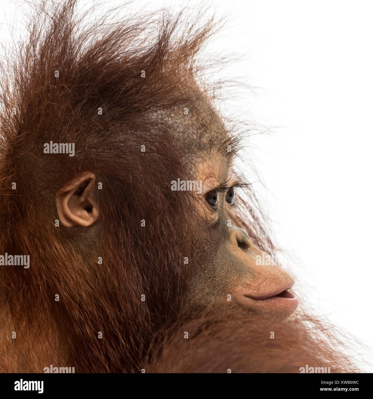 Side view young bornean orangutan hi-res stock photography and images ...