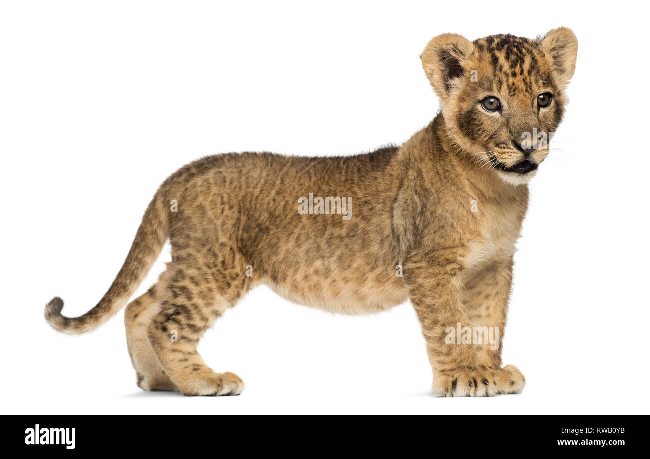 Side view of a Lion cub standing, looking away, 7 weeks old, isolated ...