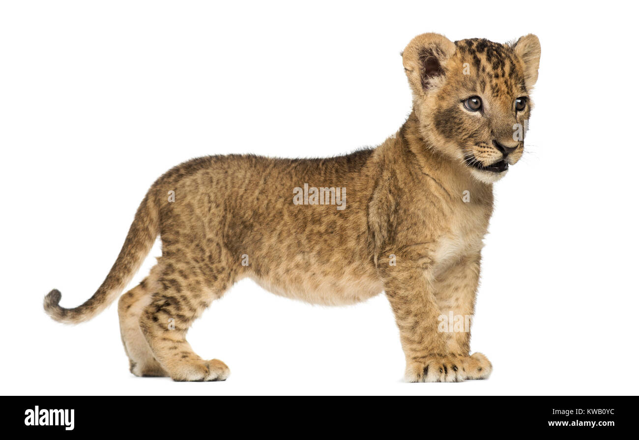 Side view of a Lion cub standing, looking away, 7 weeks old, isolated ...