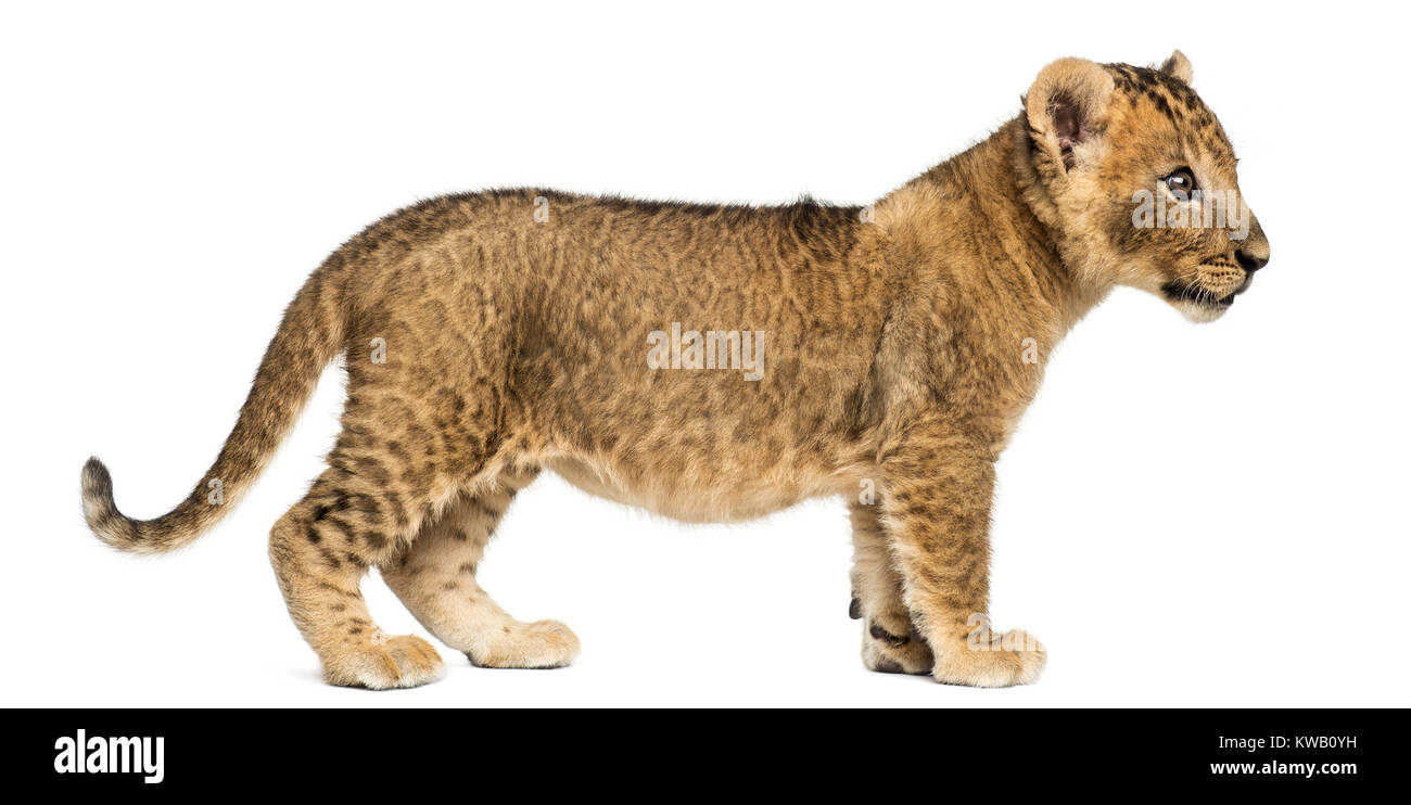 Side view of a Lion cub standing, looking away, 7 weeks old, isolated ...