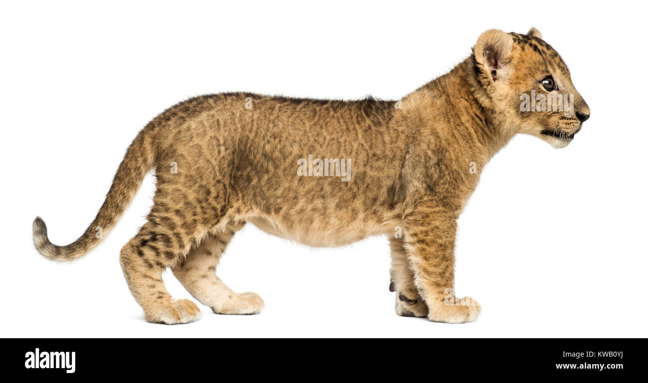 Side view of a Lion cub standing, looking away, 7 weeks old, isolated ...