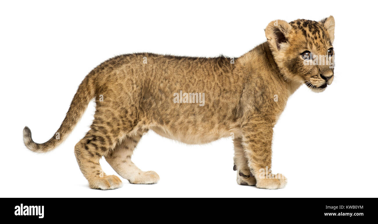 Side view of a Lion cub standing, looking away, 7 weeks old, isolated ...