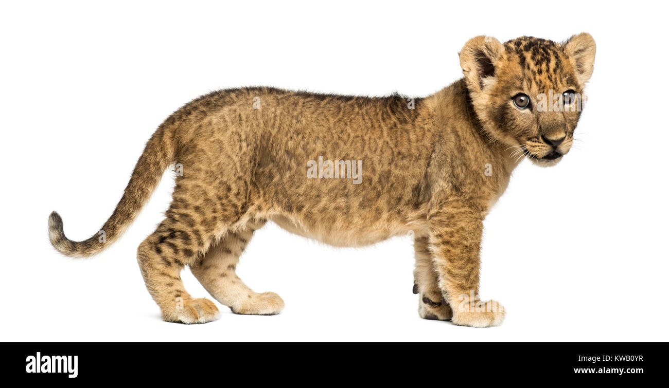 Side view of a Lion cub standing, looking away, 7 weeks old, isolated ...