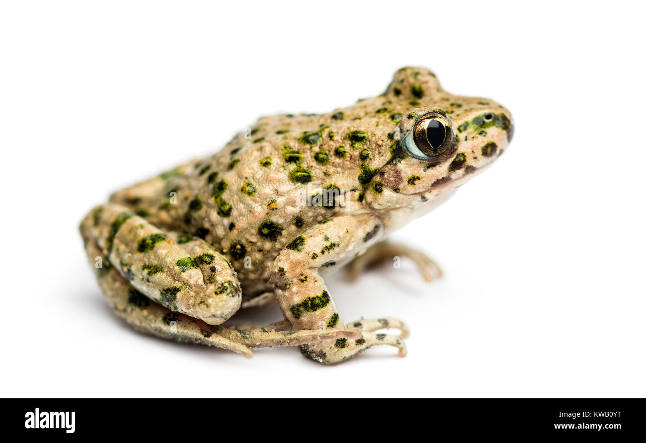 Side view of a Common parsley frog, Pelodytes punctatus, isolated on ...