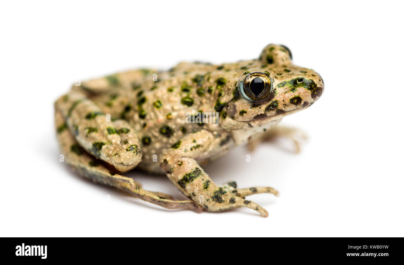 Side view common parsley hi-res stock photography and images - Alamy