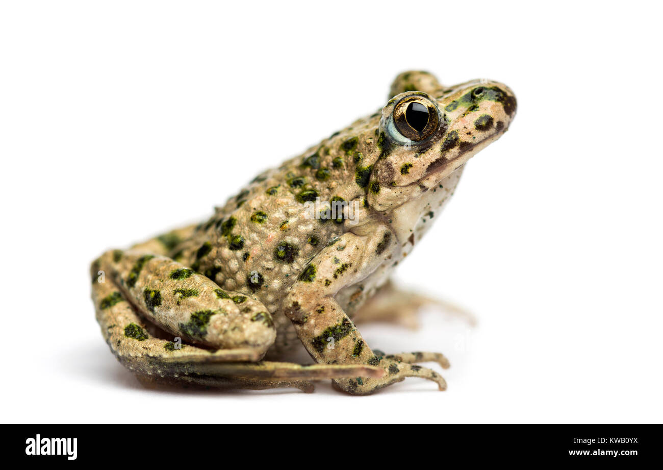 Side view of a Common parsley frog, Pelodytes punctatus, isolated on ...