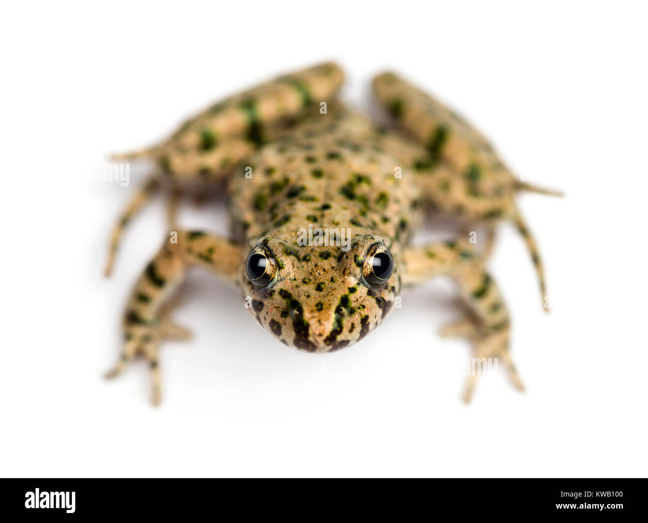 Front view of a Common parsley frog from up high, Pelodytes punctatus ...