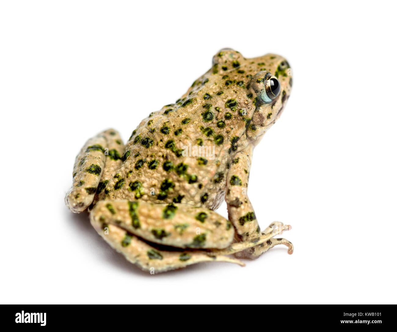 Rear view of a Common parsley frog, Pelodytes punctatus, isolated on ...