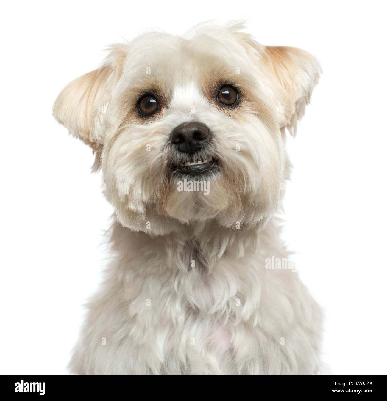 Close-up of a Maltese, looking up, isolated on white Stock Photo - Alamy
