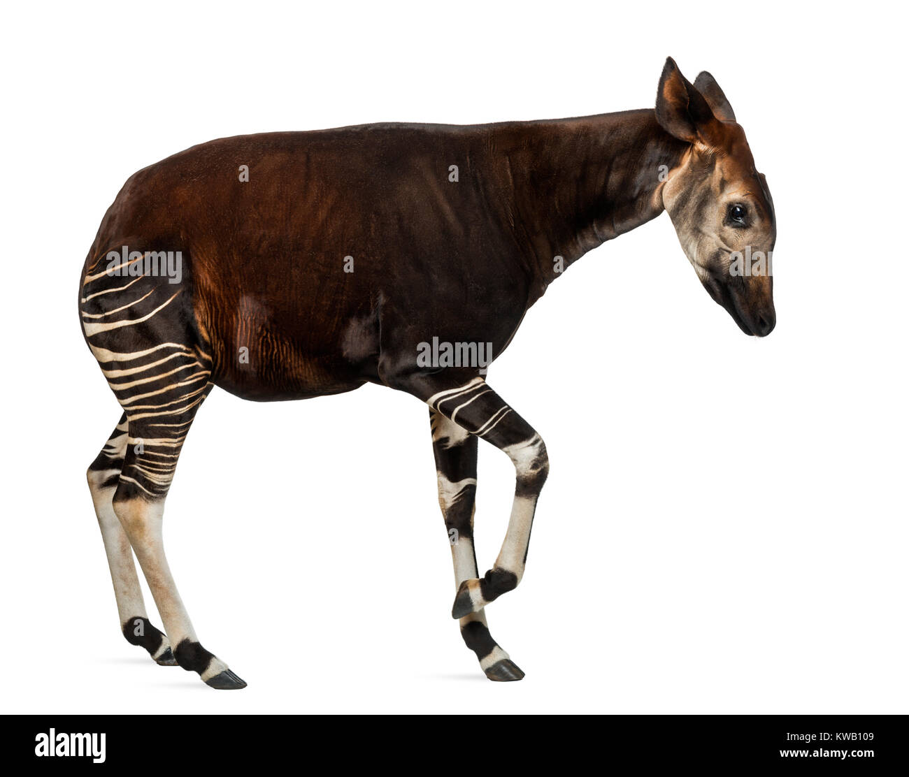 Side view of an Okapi standing in a funny position, Okapia johnstoni ...
